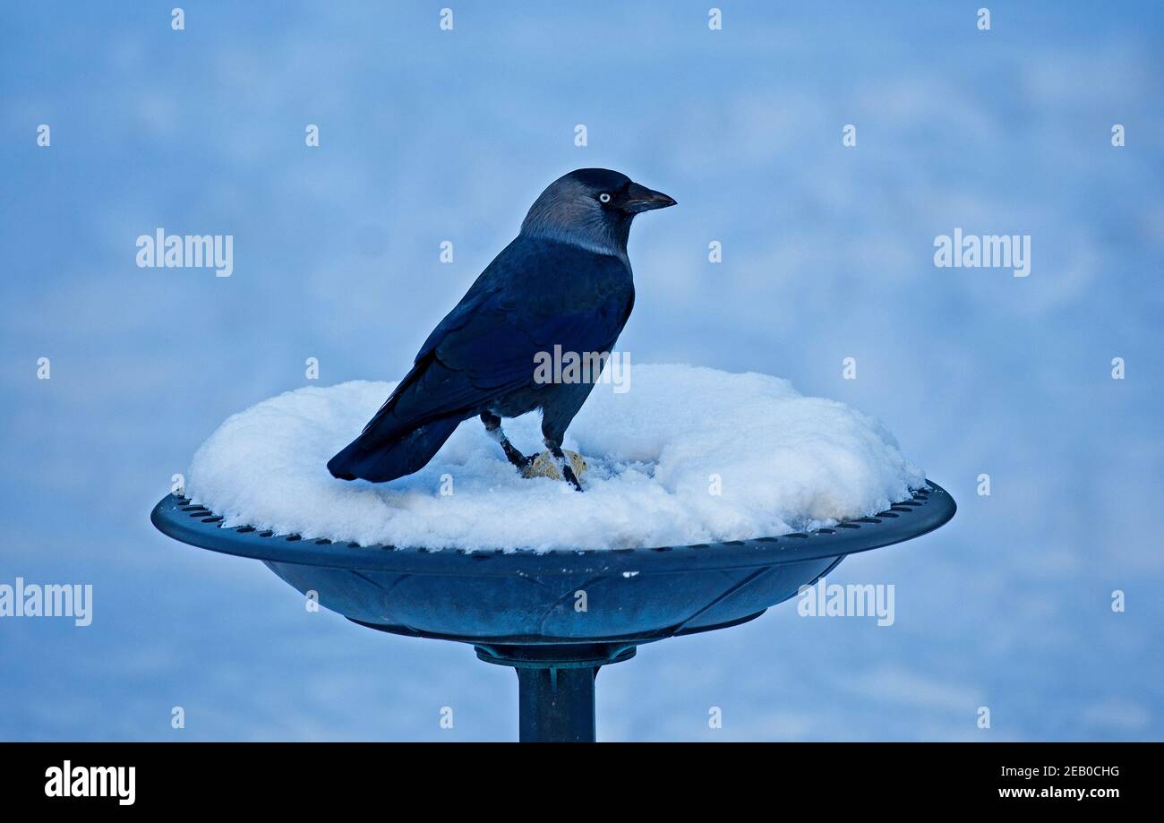 Black capped crow hi-res stock photography and images - Alamy