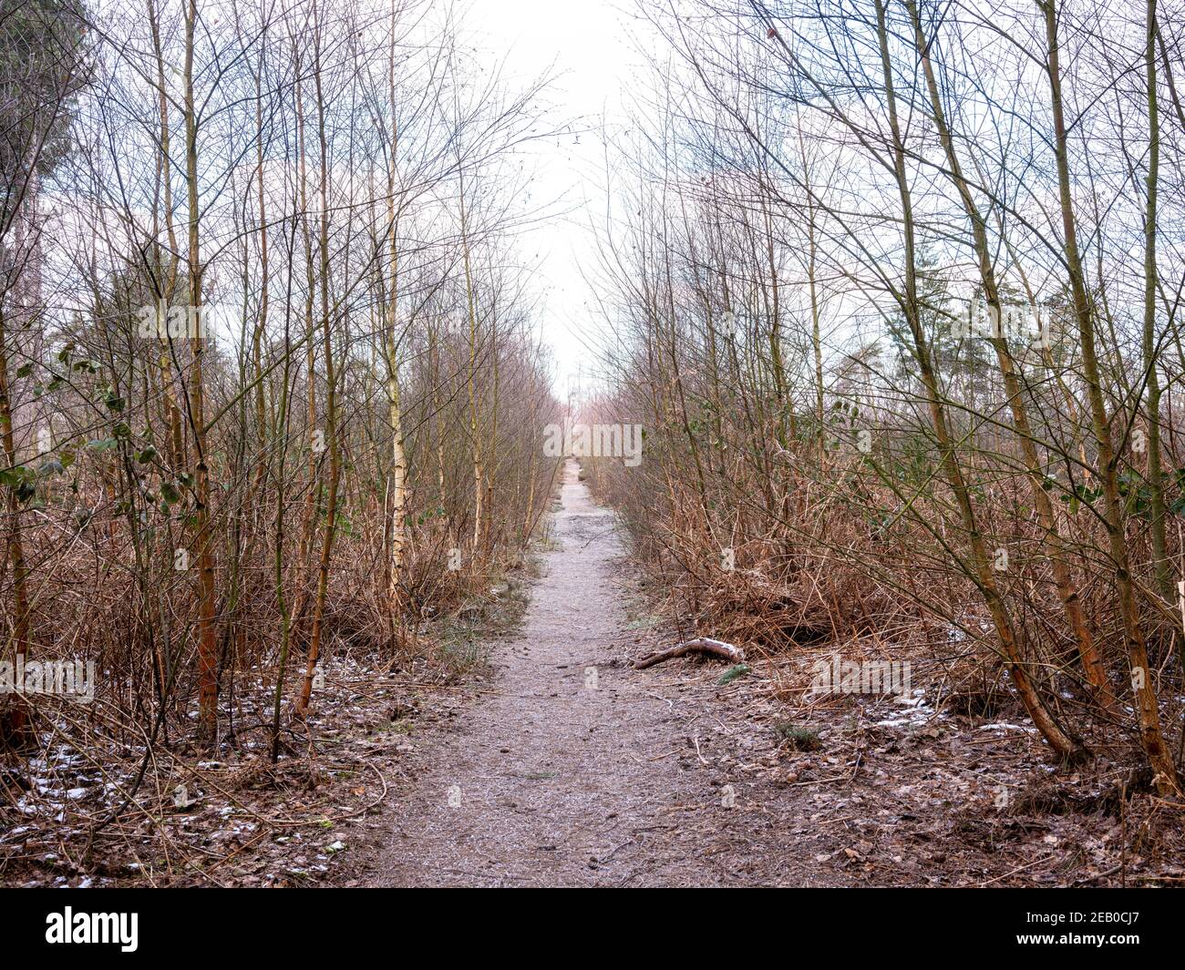Woodland path without people hi-res stock photography and images - Alamy