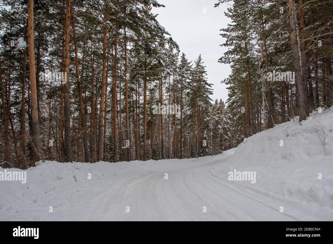 Snow road in winter pine forest. Ice and snowstorm on a country road ...