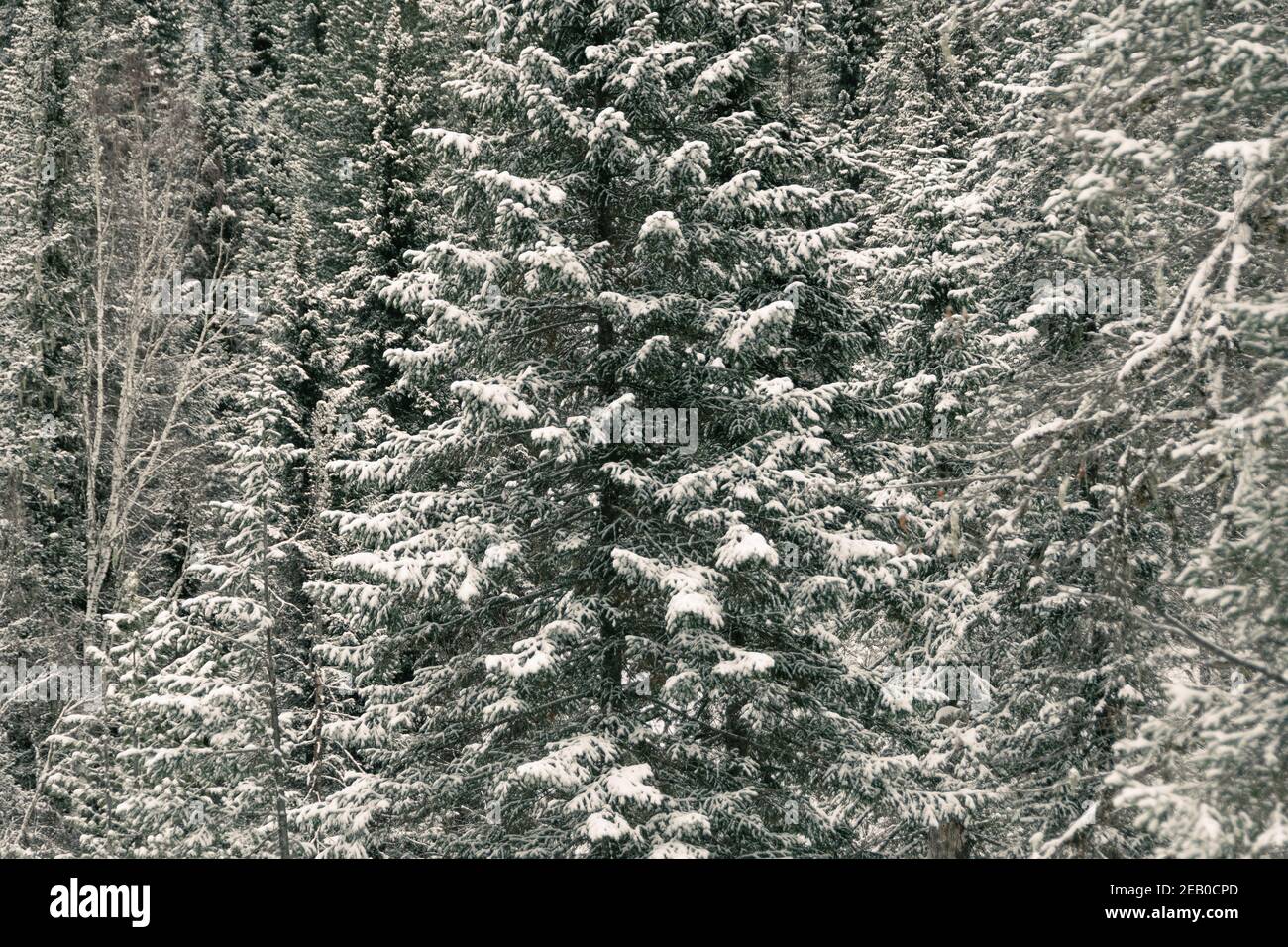 Branches of coniferous trees under dense layer of fresh snow, beginning ...