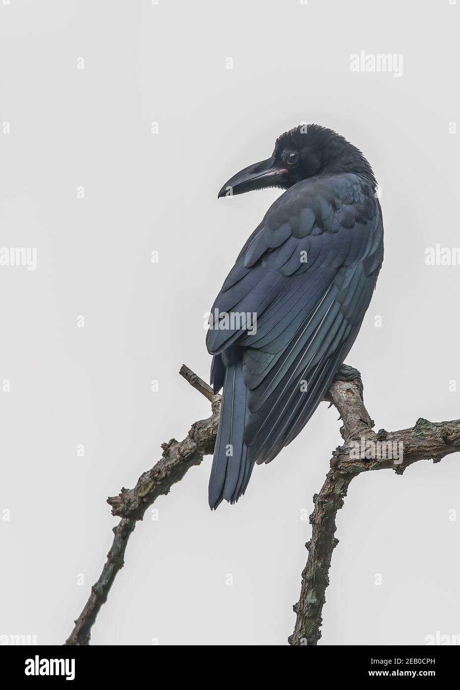 Large billed birds hi-res stock photography and images - Alamy