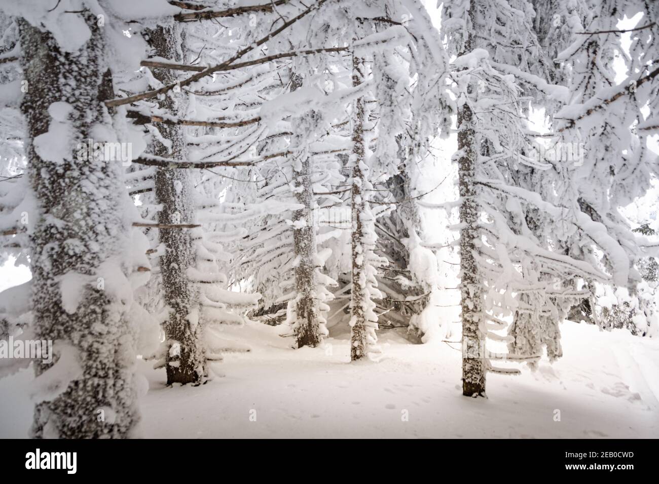 Fabulous snowy winter forest with frozen tree trunks and branches Stock ...