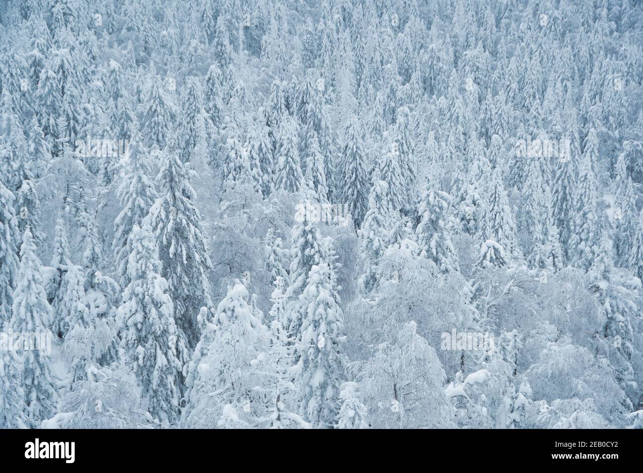 Snow trees on hillside. Frozen dense winter forest as background Stock ...