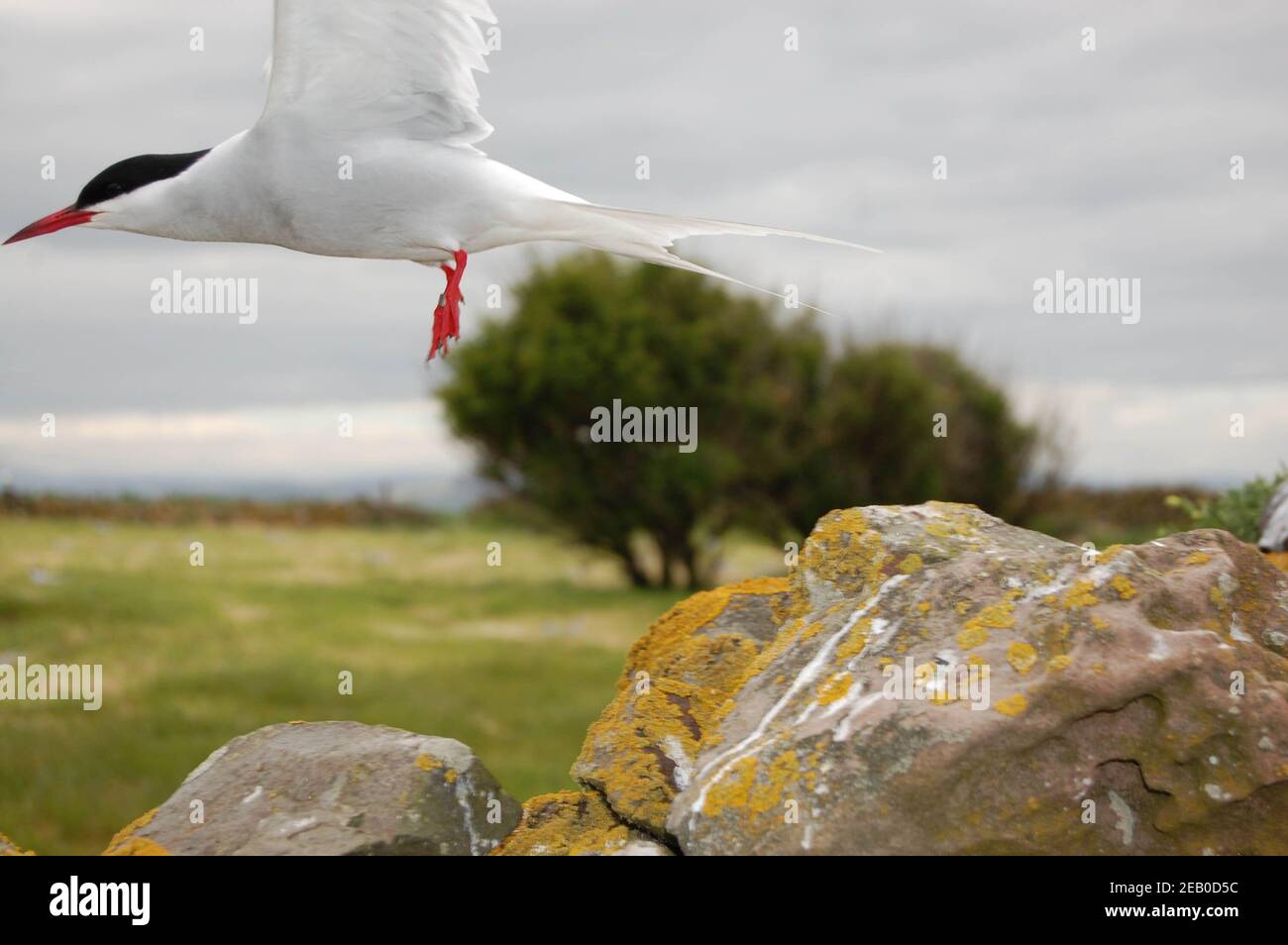 Atlantic puffin winter hi-res stock photography and images - Alamy