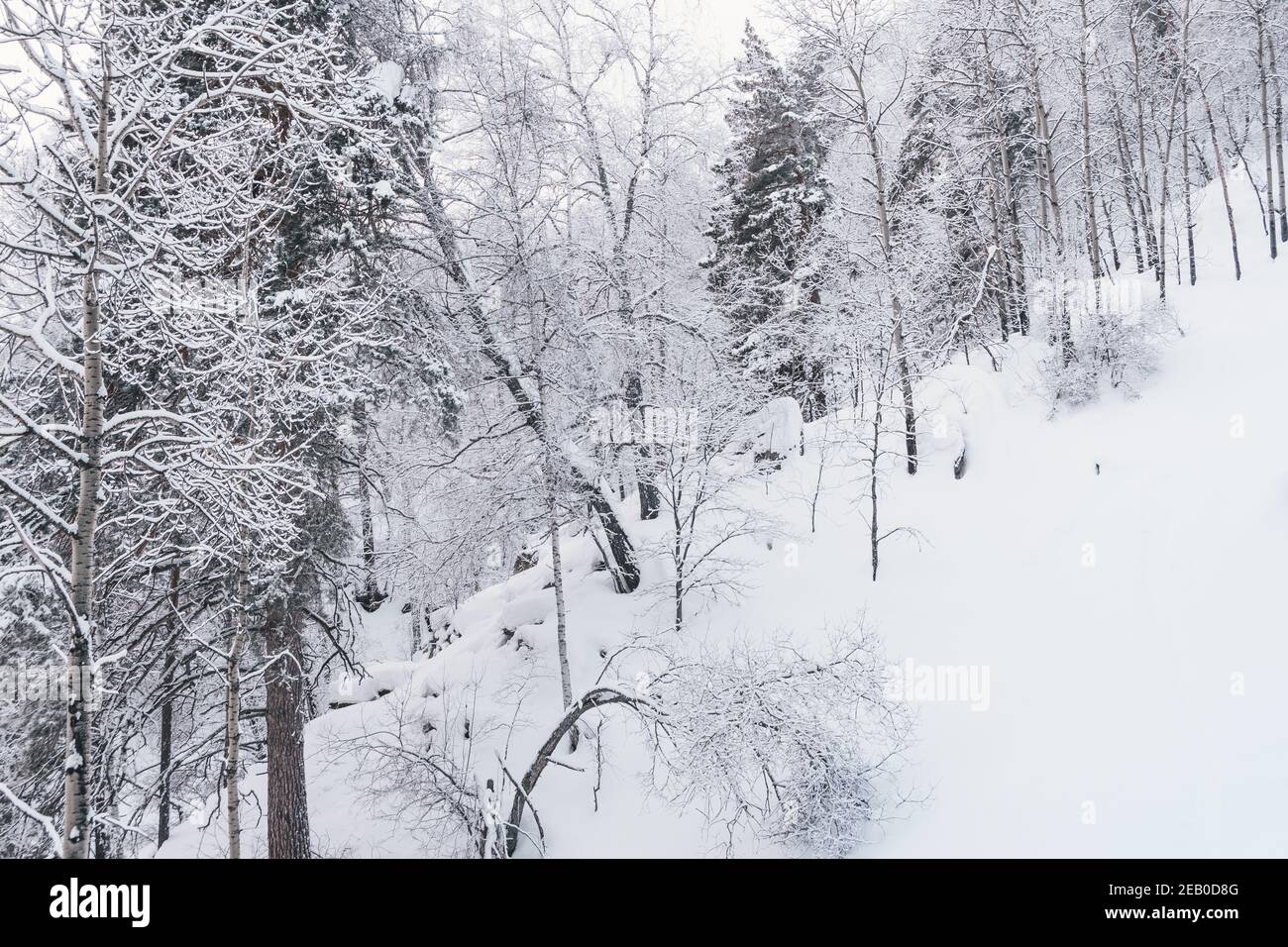 Siberian winter forest with pine trees on slope and frozen tree ...