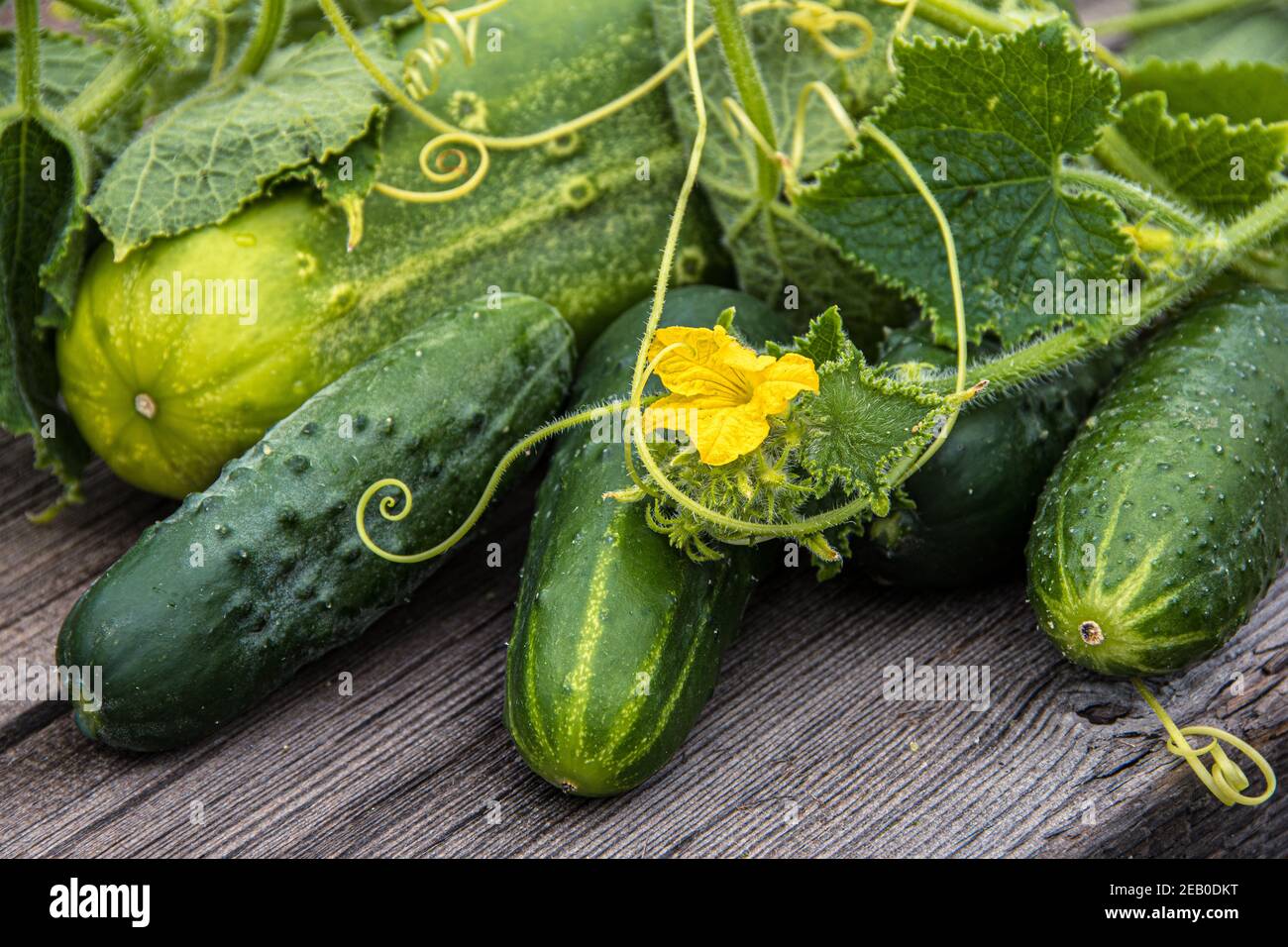 Fresh cucumbers with green leaves and flowers on wooden table. Farming ...