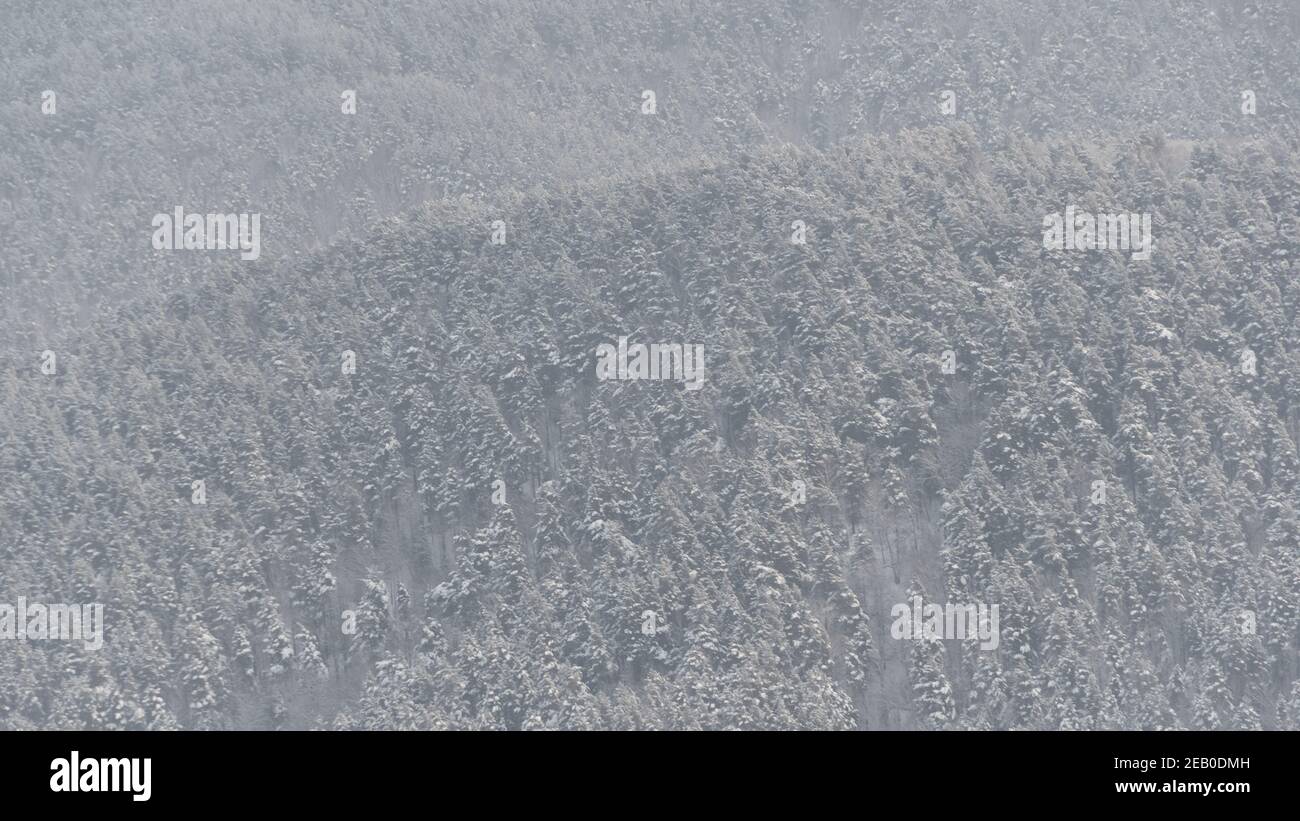 Hillside covered with winter snow forest. Pine trees in frost Stock ...