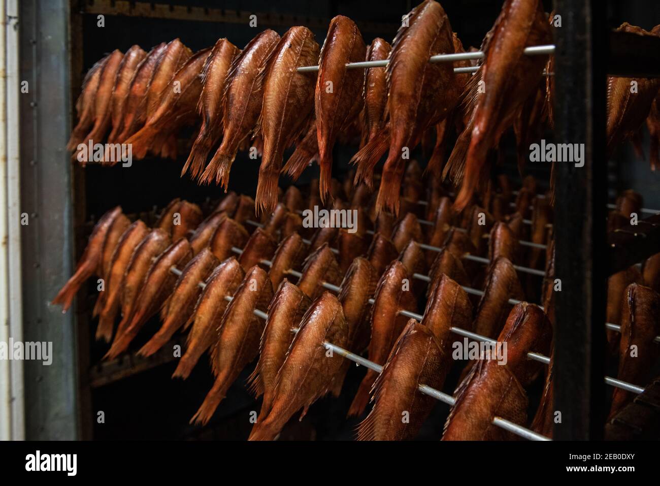 Smoked fish production concept: smoking sea bass fish in smokehouse box ...