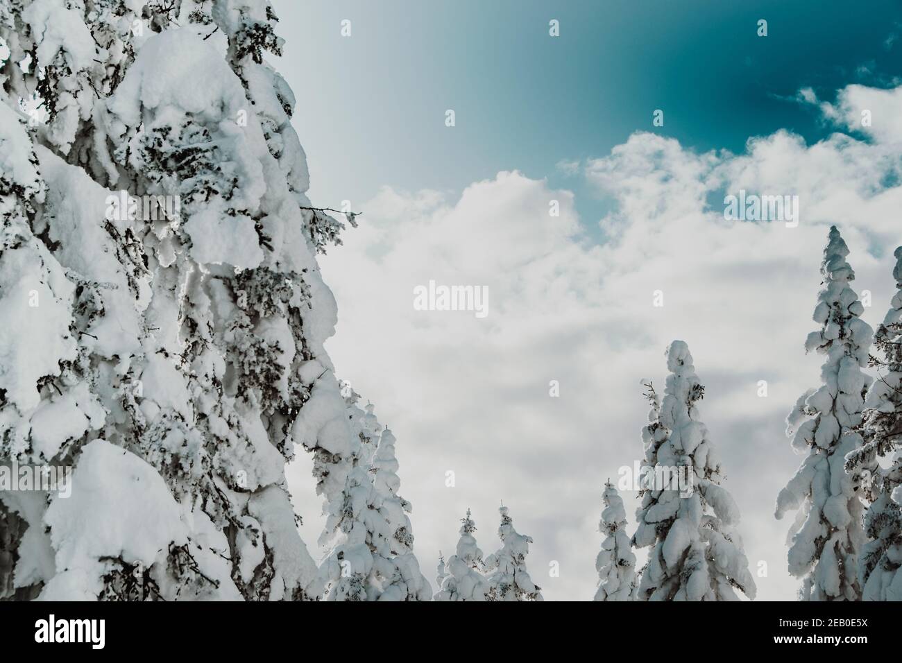 Nordic fir trees hi-res stock photography and images - Alamy