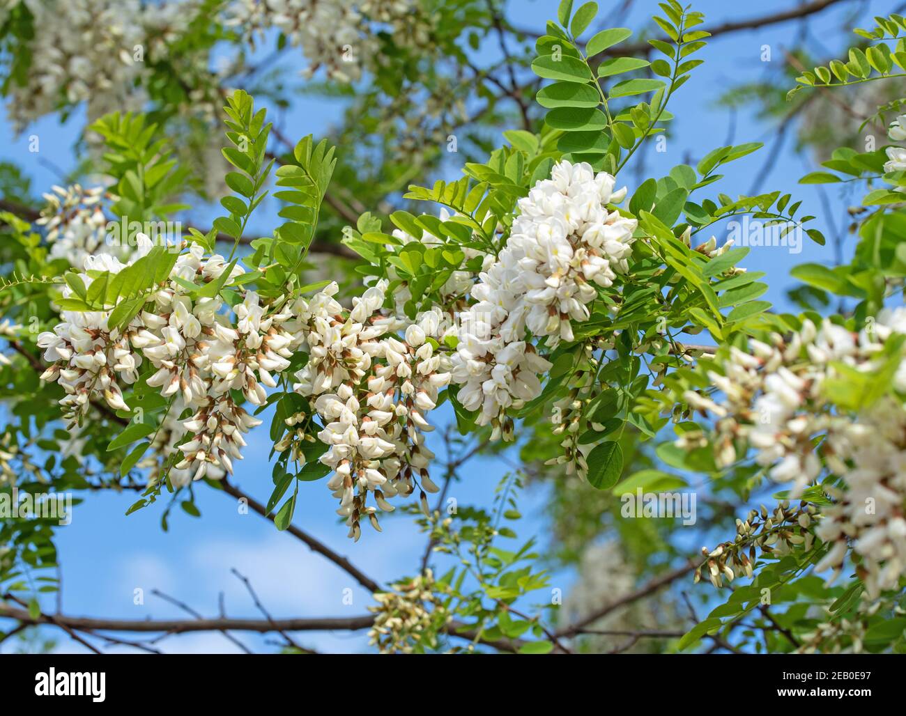 Blooming black locust, Robinia pseudoacacia, in spring Stock Photo - Alamy