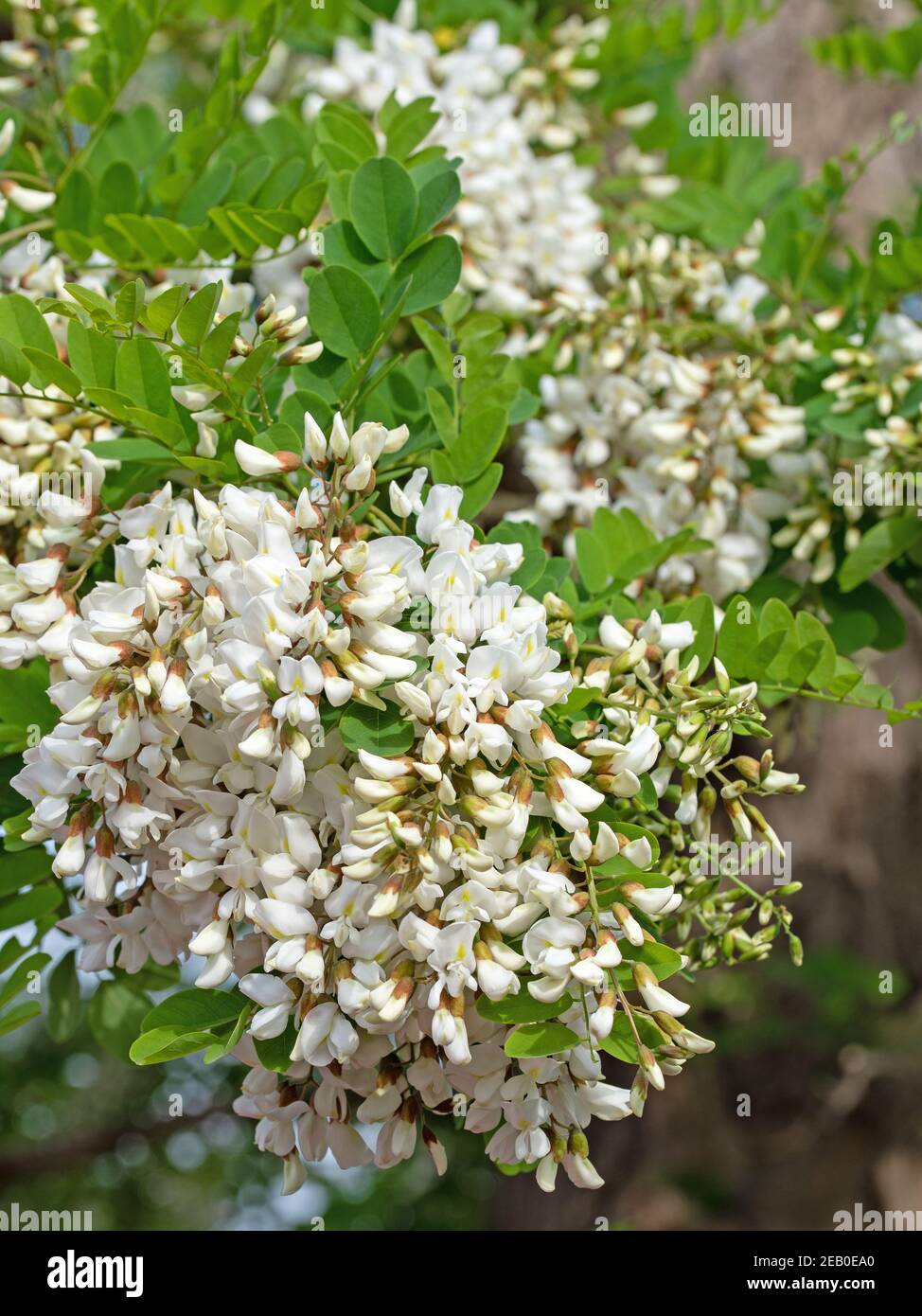 Blooming black locust, Robinia pseudoacacia, in spring Stock Photo - Alamy