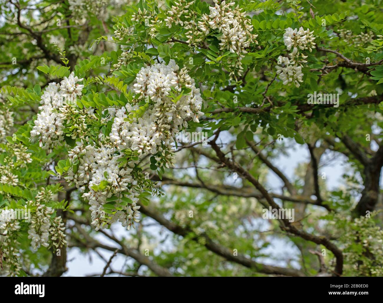 Blooming black locust, Robinia pseudoacacia, in spring Stock Photo - Alamy