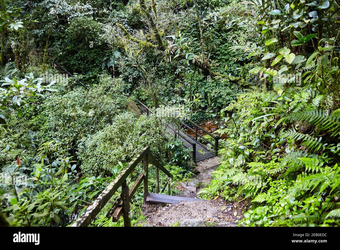 Lower montane forest on the Mount Kinabalu, Sabah, Malaysia, Borneo ...