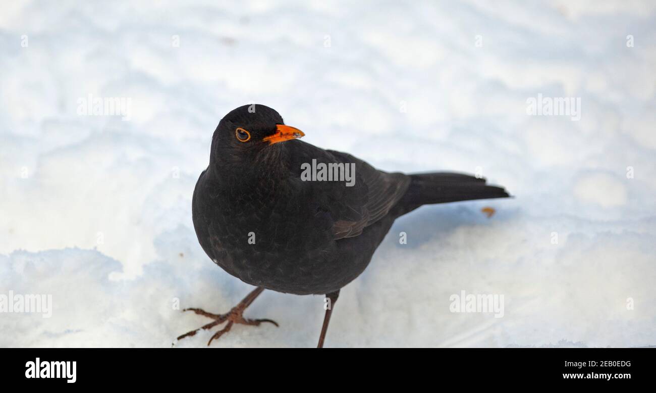 Blackbird, Turdus Merula, bird, avian winter, snow, Edinburgh, Scotland ...