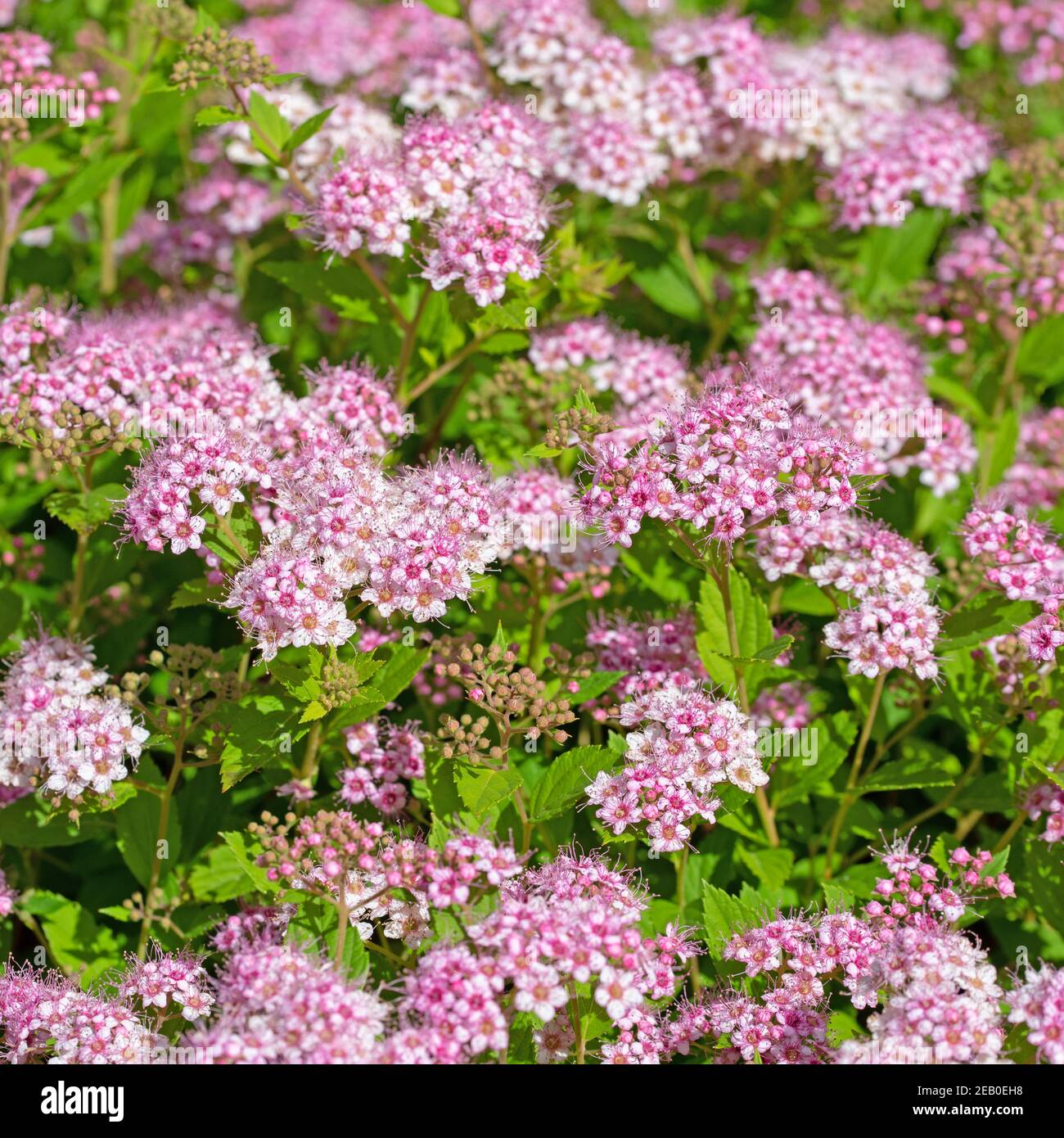 Spier hi-res stock photography and images - Alamy