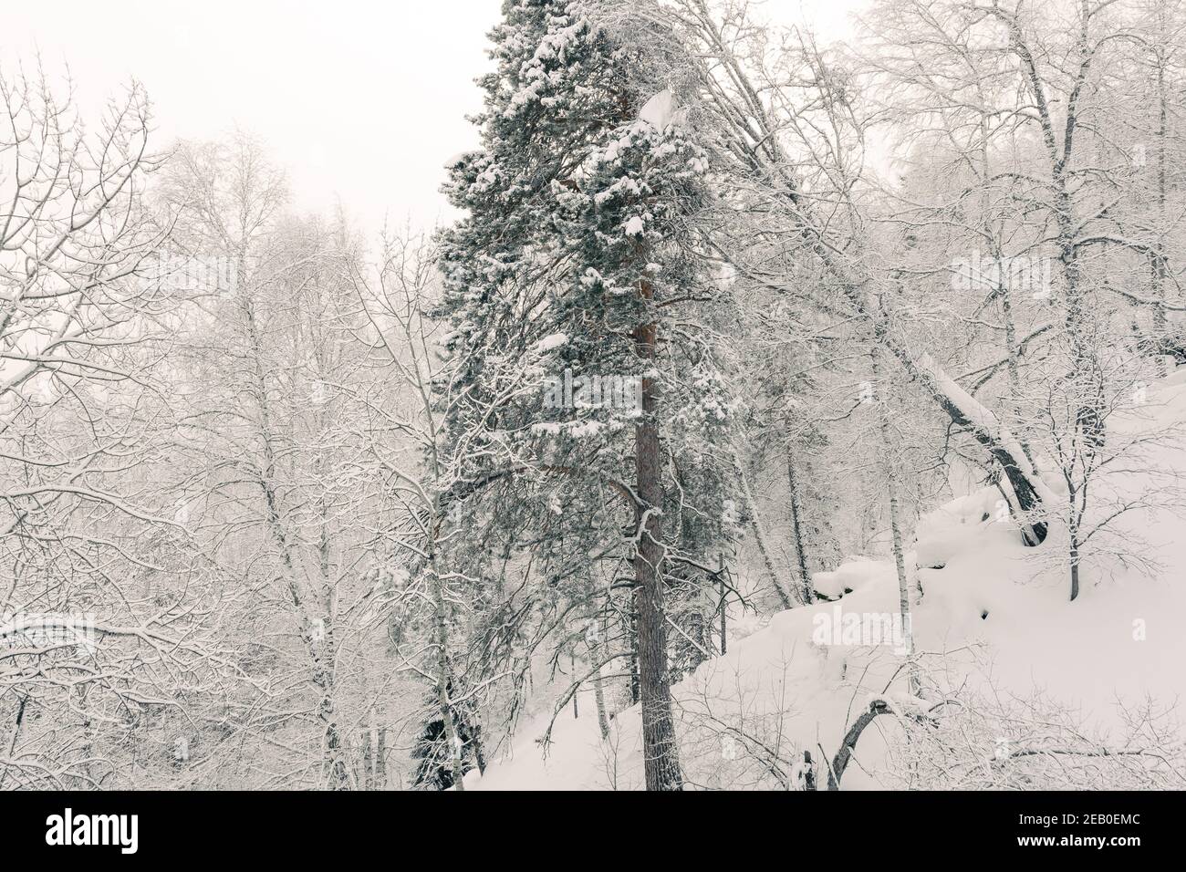 Siberian winter forest with pine trees on slope and frozen tree ...