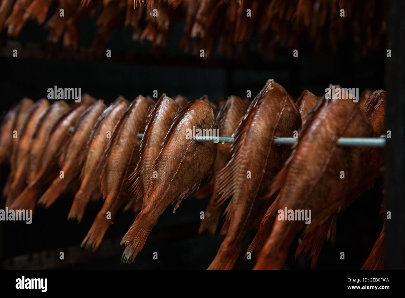 Smoked fish production concept: smoking sea bass fish in smokehouse box ...