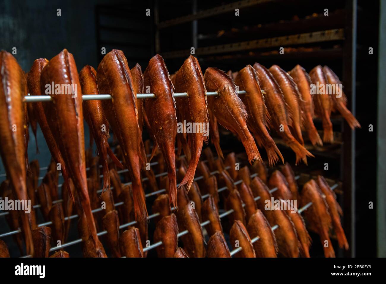 Smoked fish production concept: smoking sea bass fish in smokehouse box ...