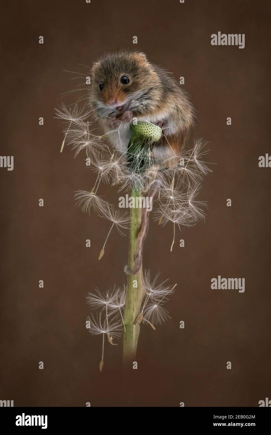 Harvest Mouse atop Dandelion seed head eating seeds, with a textured ...