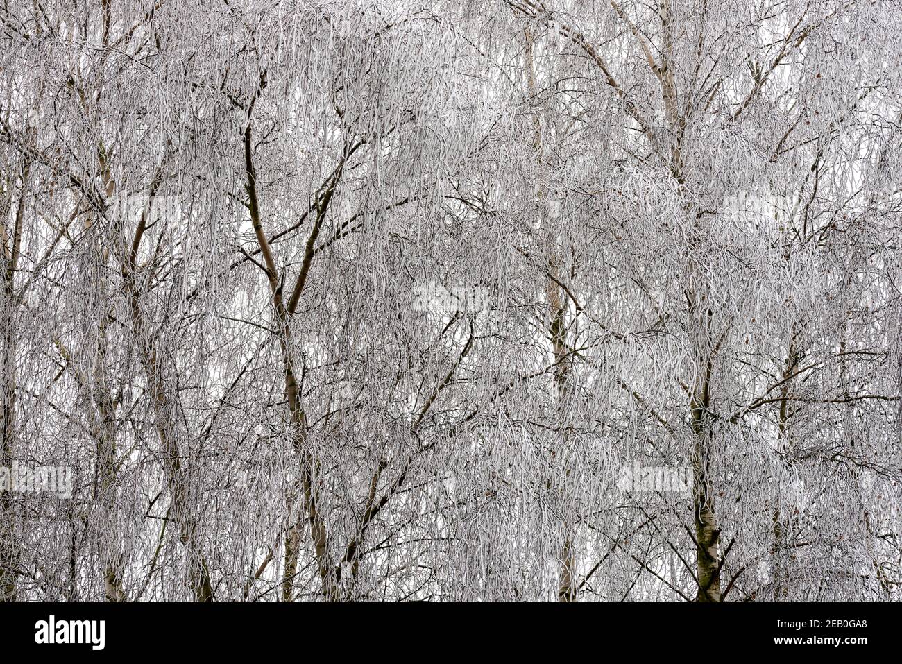 Tall silver birch hi-res stock photography and images - Alamy