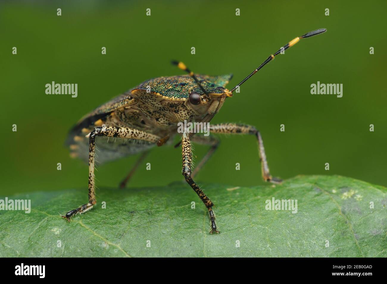 Bronze shieldbug resting on oak leaf hi-res stock photography and ...