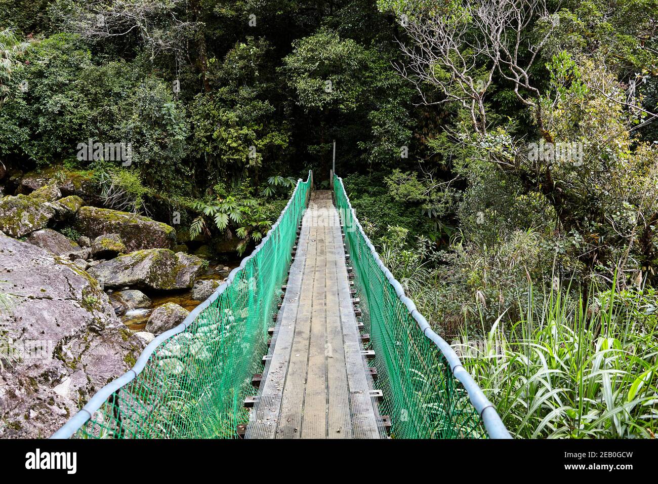 Lower montane forest on the Mount Kinabalu, Sabah, Malaysia, Borneo ...