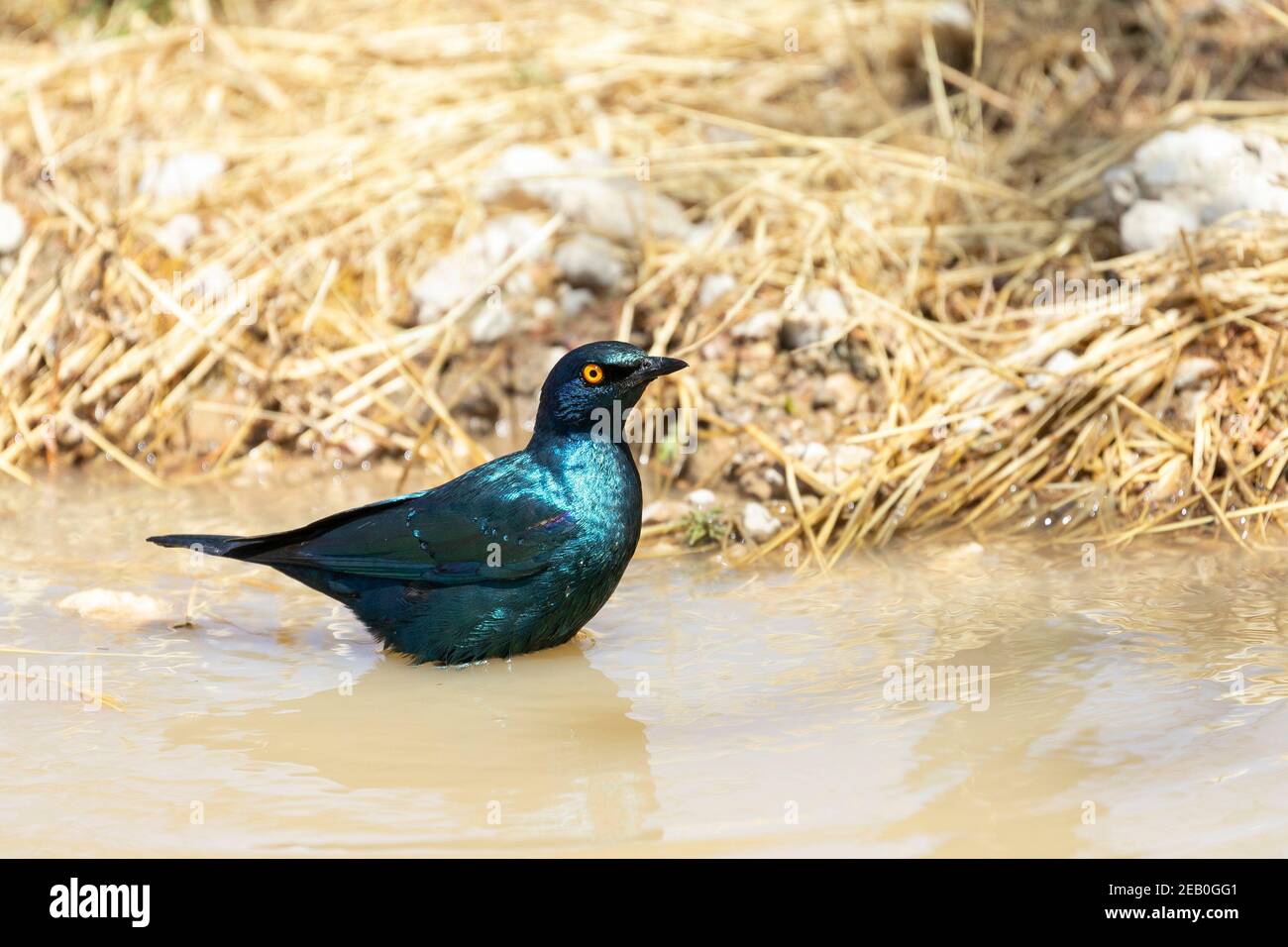 Cape Glossy Starling (Lamprotornis nitens) aka Red-shouldered Glossy ...