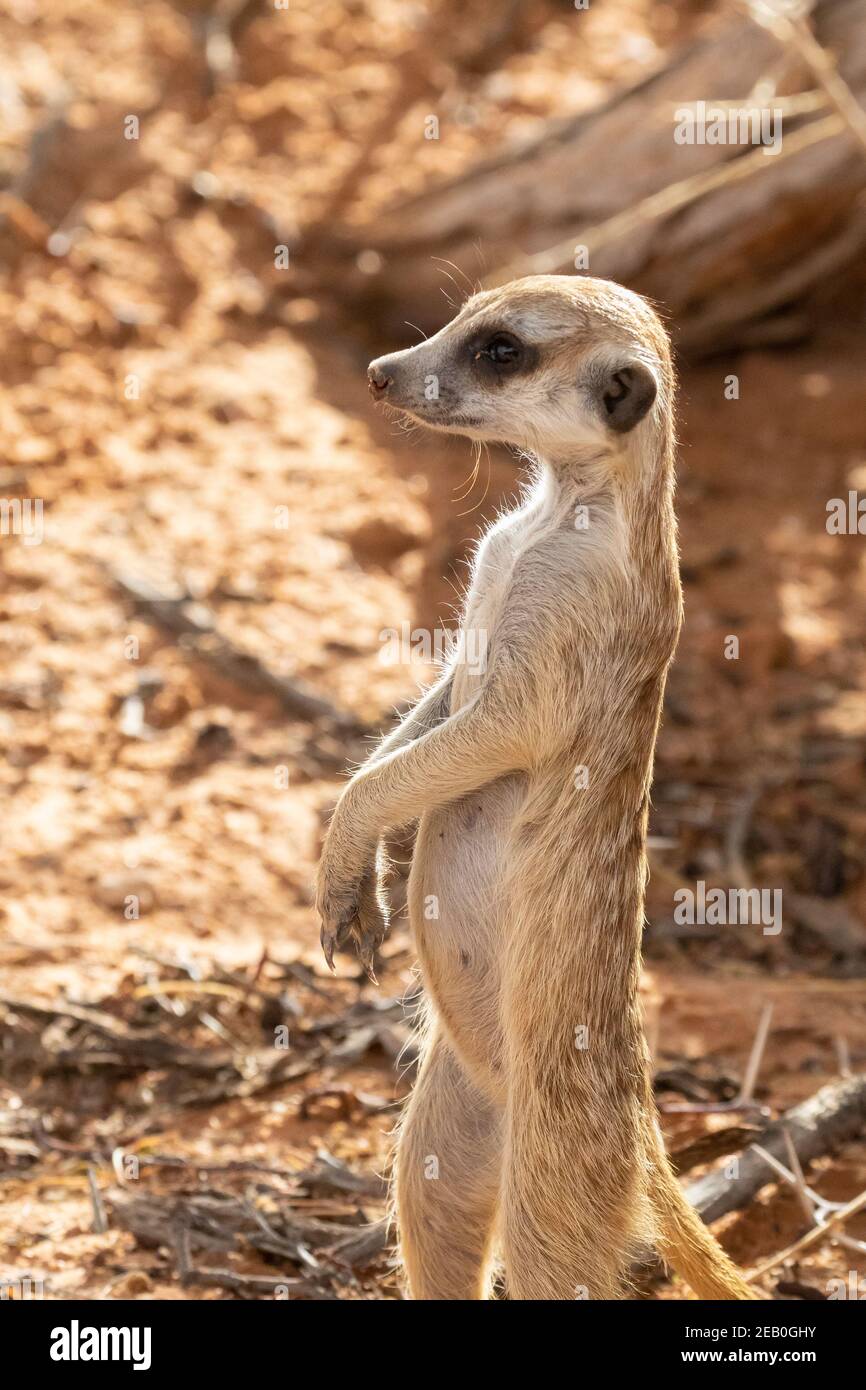 Baby suricate hi-res stock photography and images - Alamy