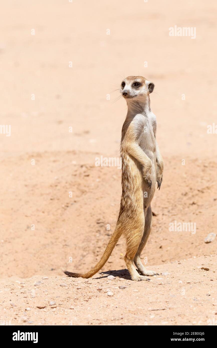 Sentinel standing hi-res stock photography and images - Alamy