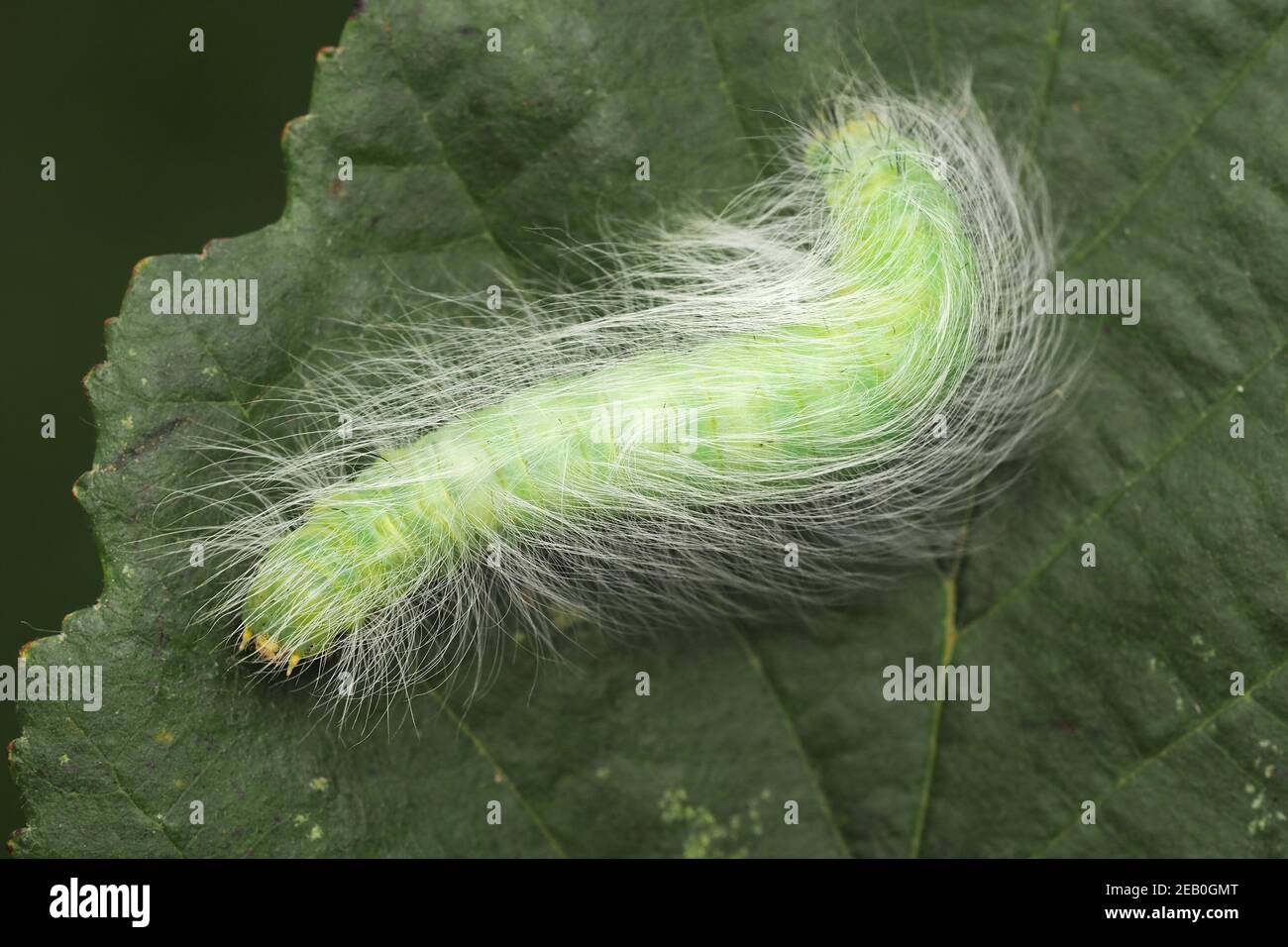 Dorsal view of The miller moth caterpillar (Acronicta leporina) on ...