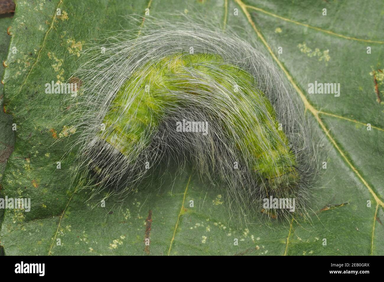 The miller moth caterpillar (Acronicta leporina) ready to pupate on ...