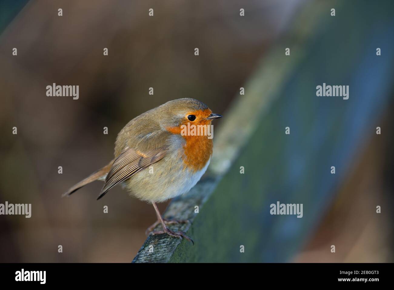 Close up of Adult European Robin (Erithacus rubecula) with feather ...