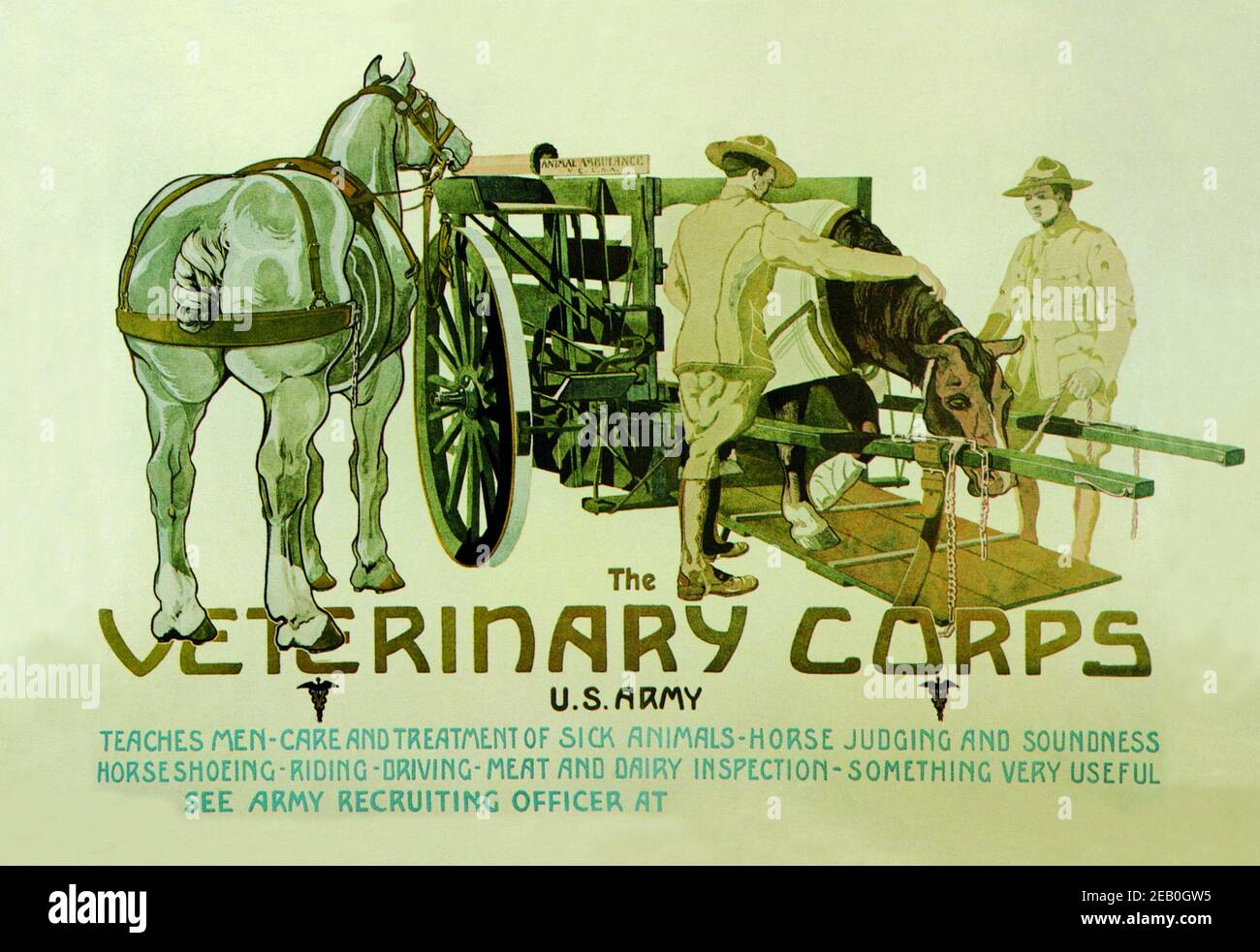 Veterinary Corps. U.S. Army Stock Photo - Alamy