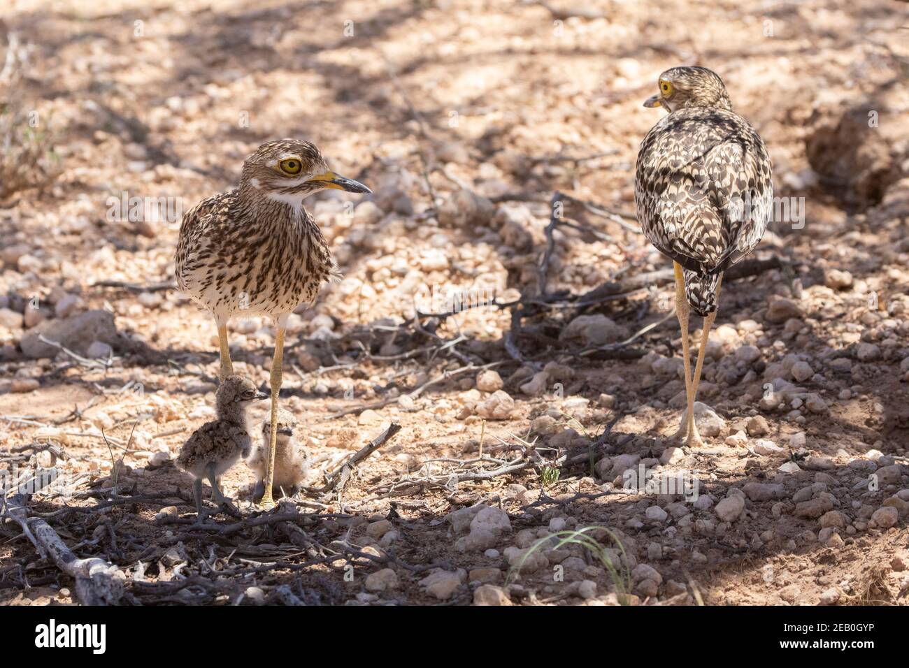 Spotted Thick-knee, Spotted Dikkop or Cape Thick-knee (Burhinus ...