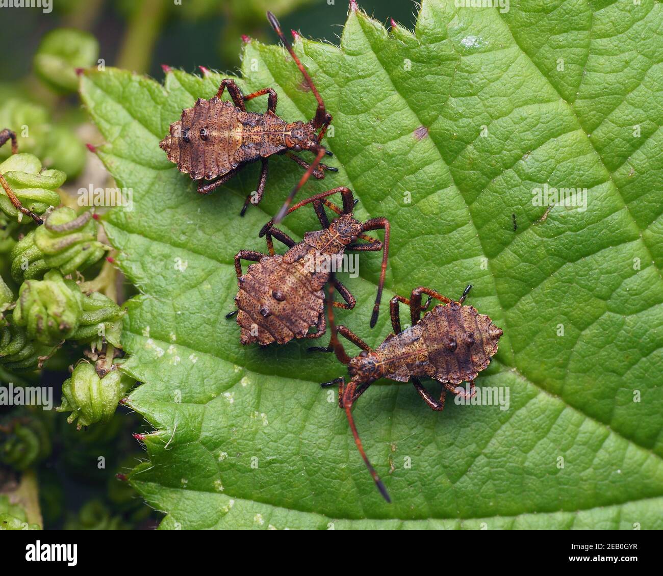 Dock Bug Nymph High Resolution Stock Photography and Images - Alamy