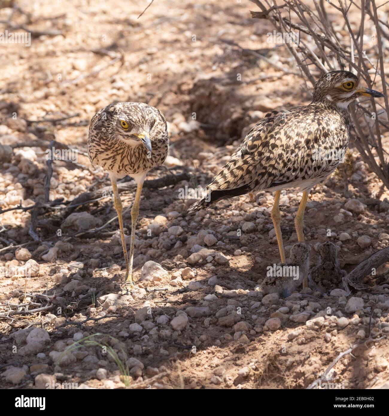 Spotted Thick-knee, Spotted Dikkop or Cape Thick-knee (Burhinus ...