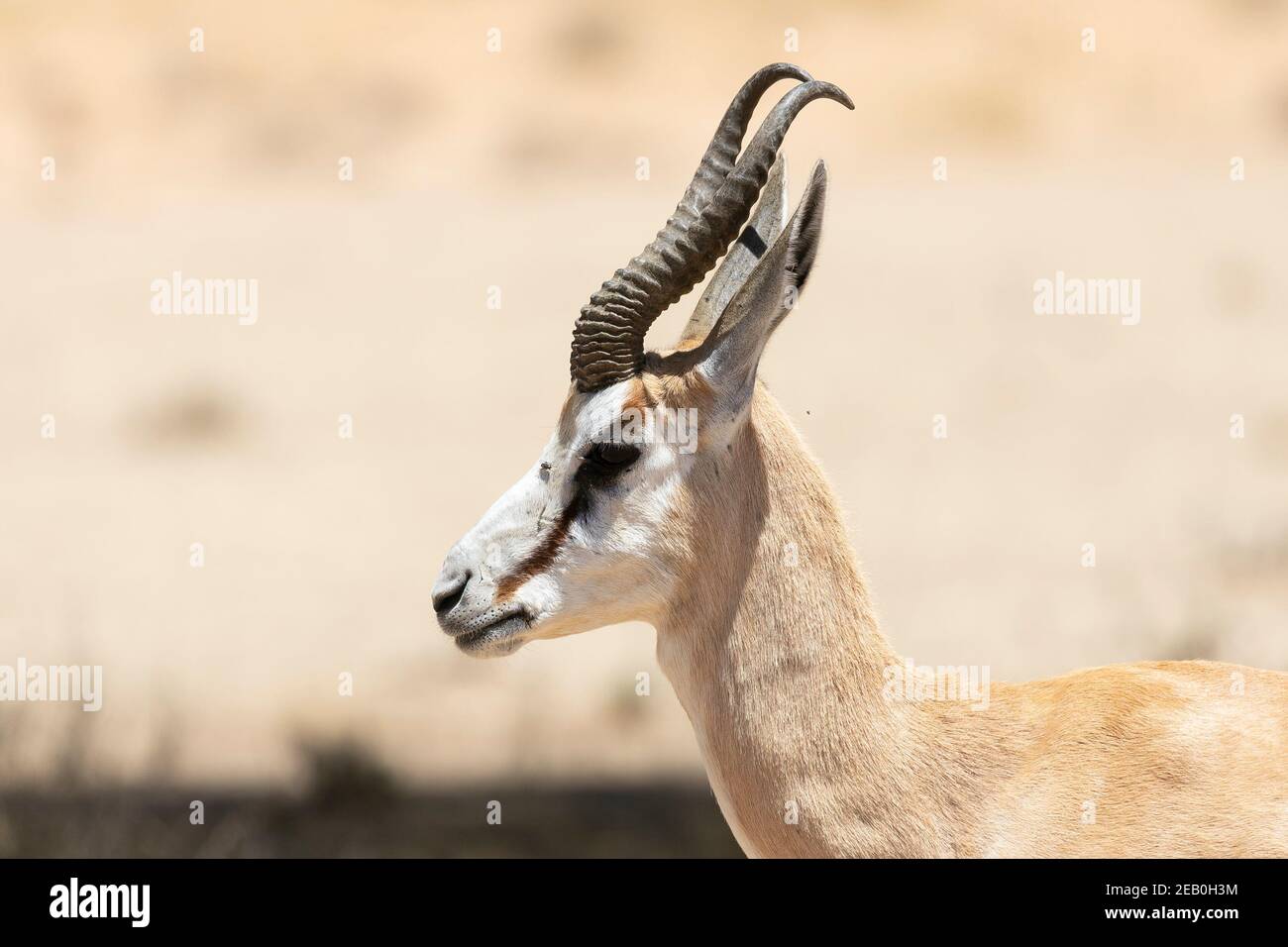 Springbok Head