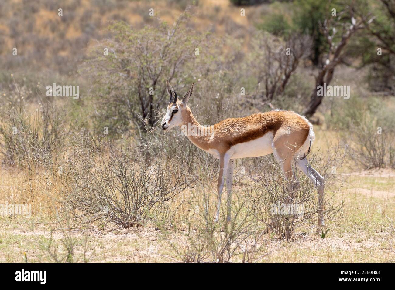 Springbok or Springbuck (Antidorcas marsupialis) browsing on Three ...