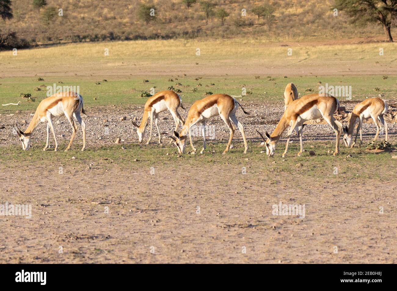 Springbok or Springbuck (Antidorcas marsupialis) grazing at sunset ...