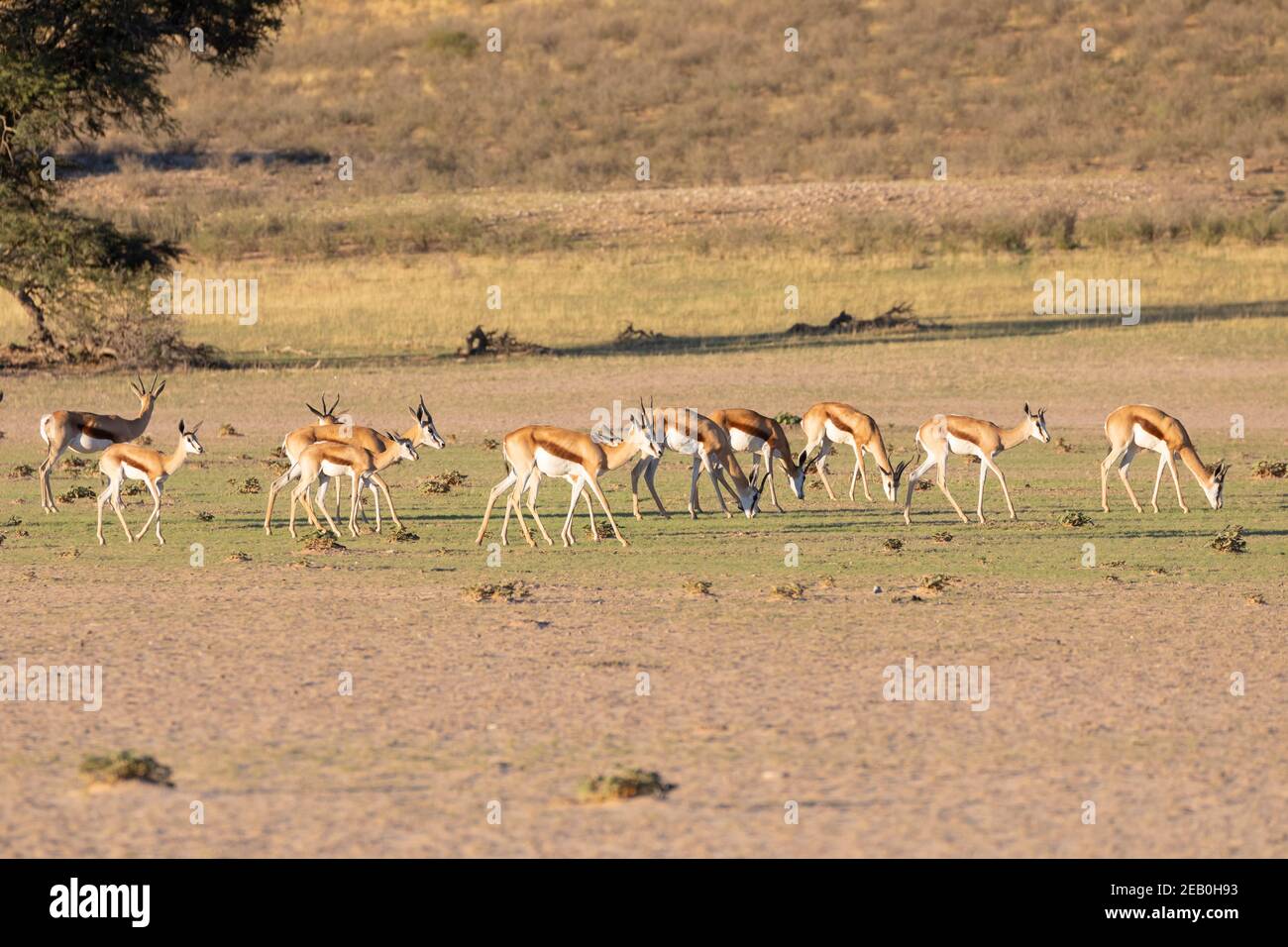 Springbok or Springbuck (Antidorcas marsupialis) in Auob River at ...