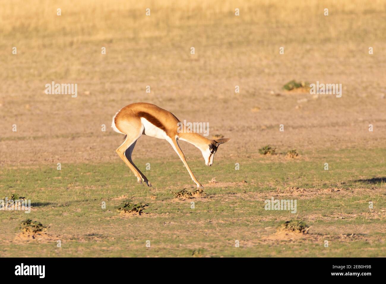 Springbok and jumping hi-res stock photography and images - Alamy