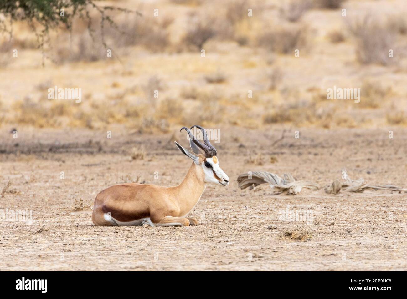 Springbok or Springbuck (Antidorcas marsupialis) resting in dry Nossob ...