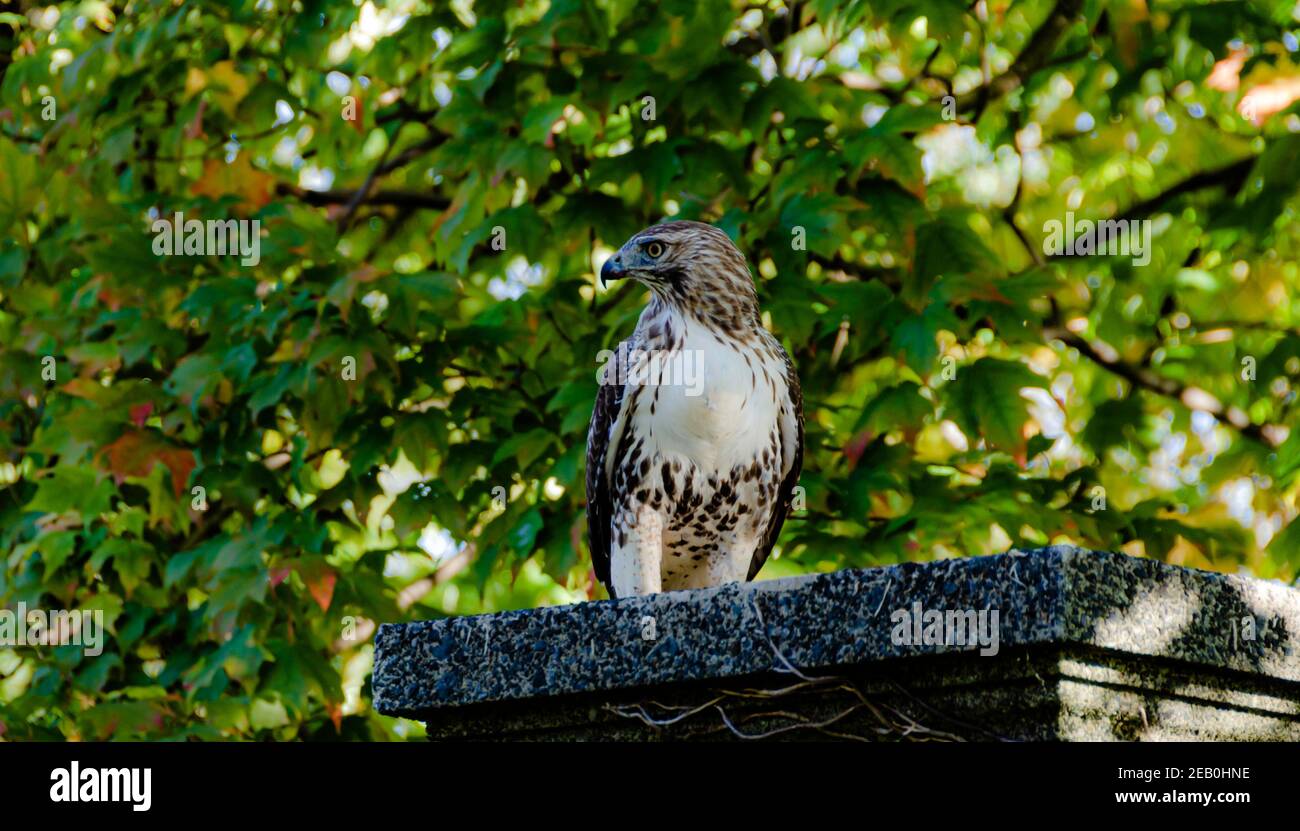 Hawk sighting hi-res stock photography and images - Alamy