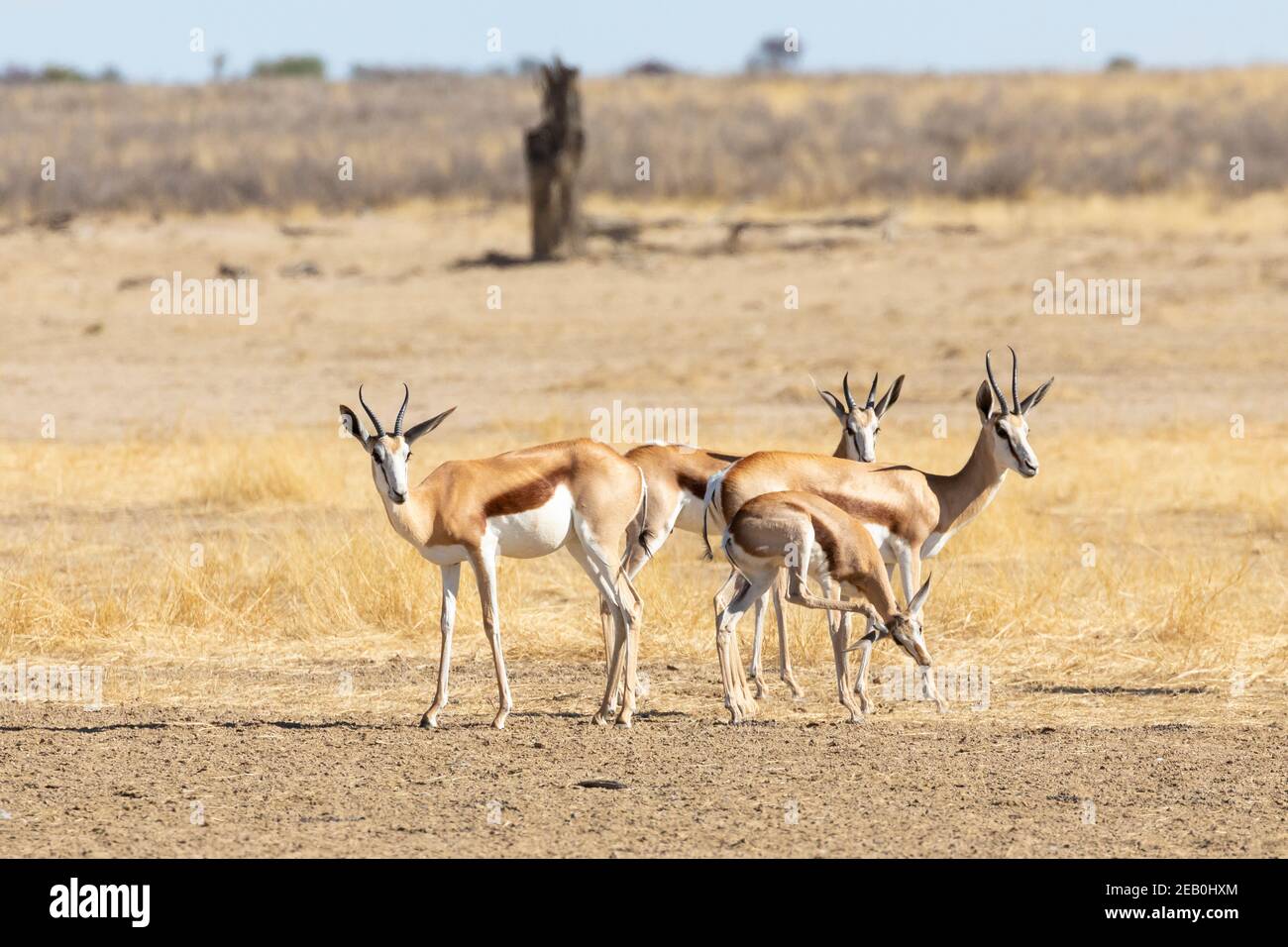 Springbok or Springbuck (Antidorcas marsupialis) family at dawn ...