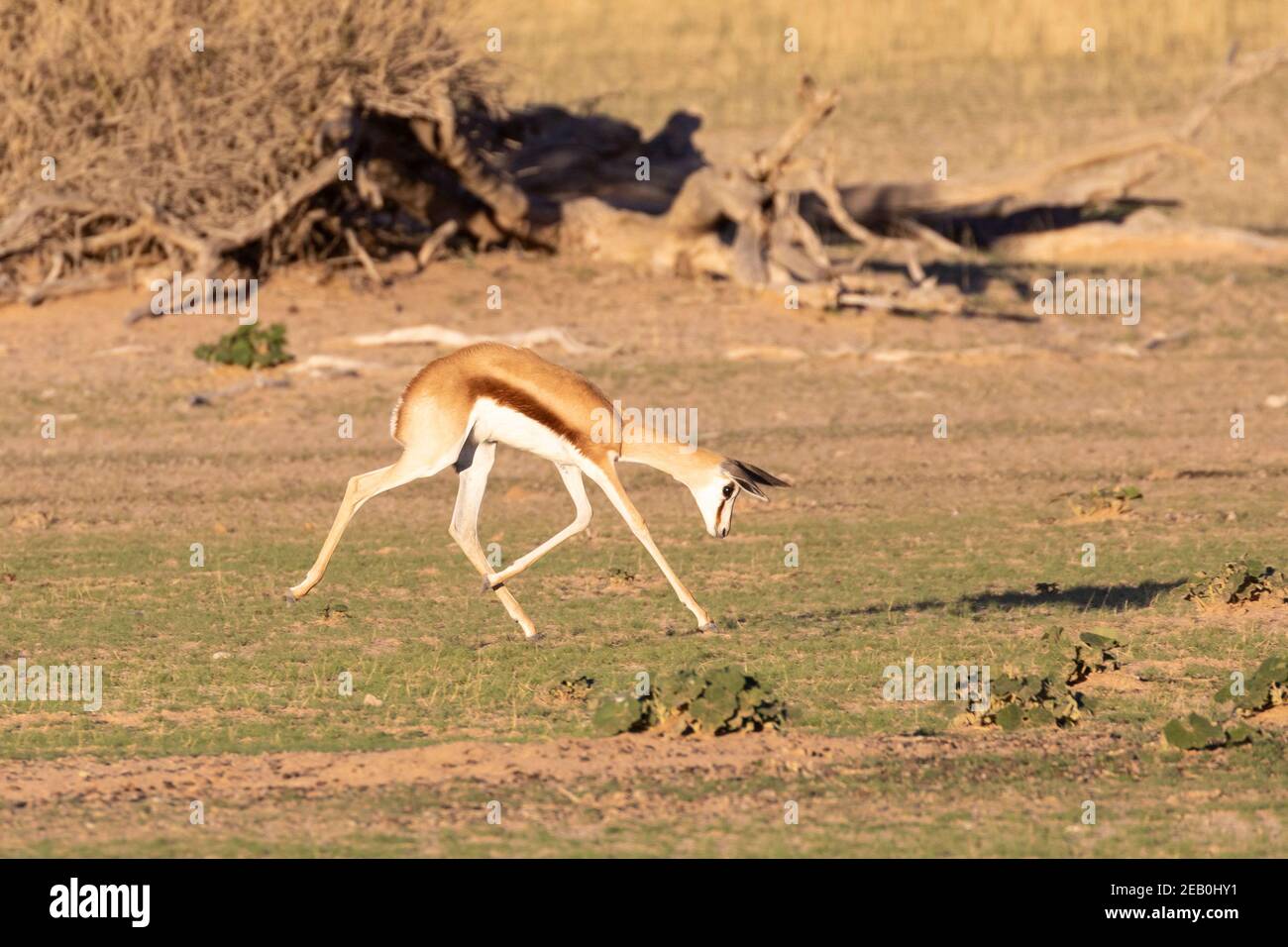 Antelope jumping hi-res stock photography and images - Alamy