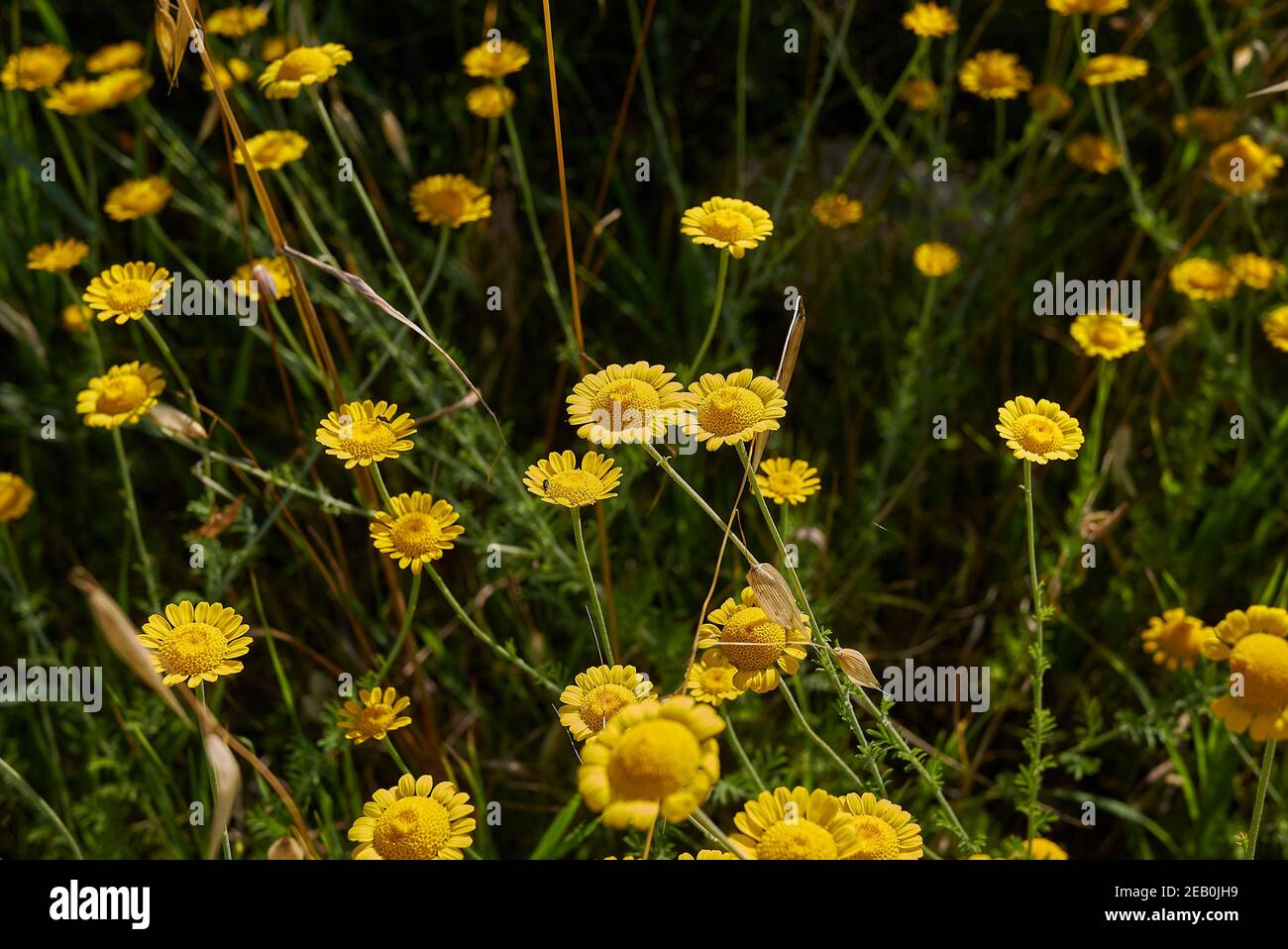 Anthemis tinctoria closeup hi-res stock photography and images - Alamy