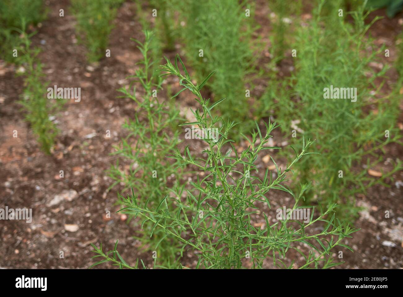 Stinkwort dittrichia graveolens hi-res stock photography and images - Alamy