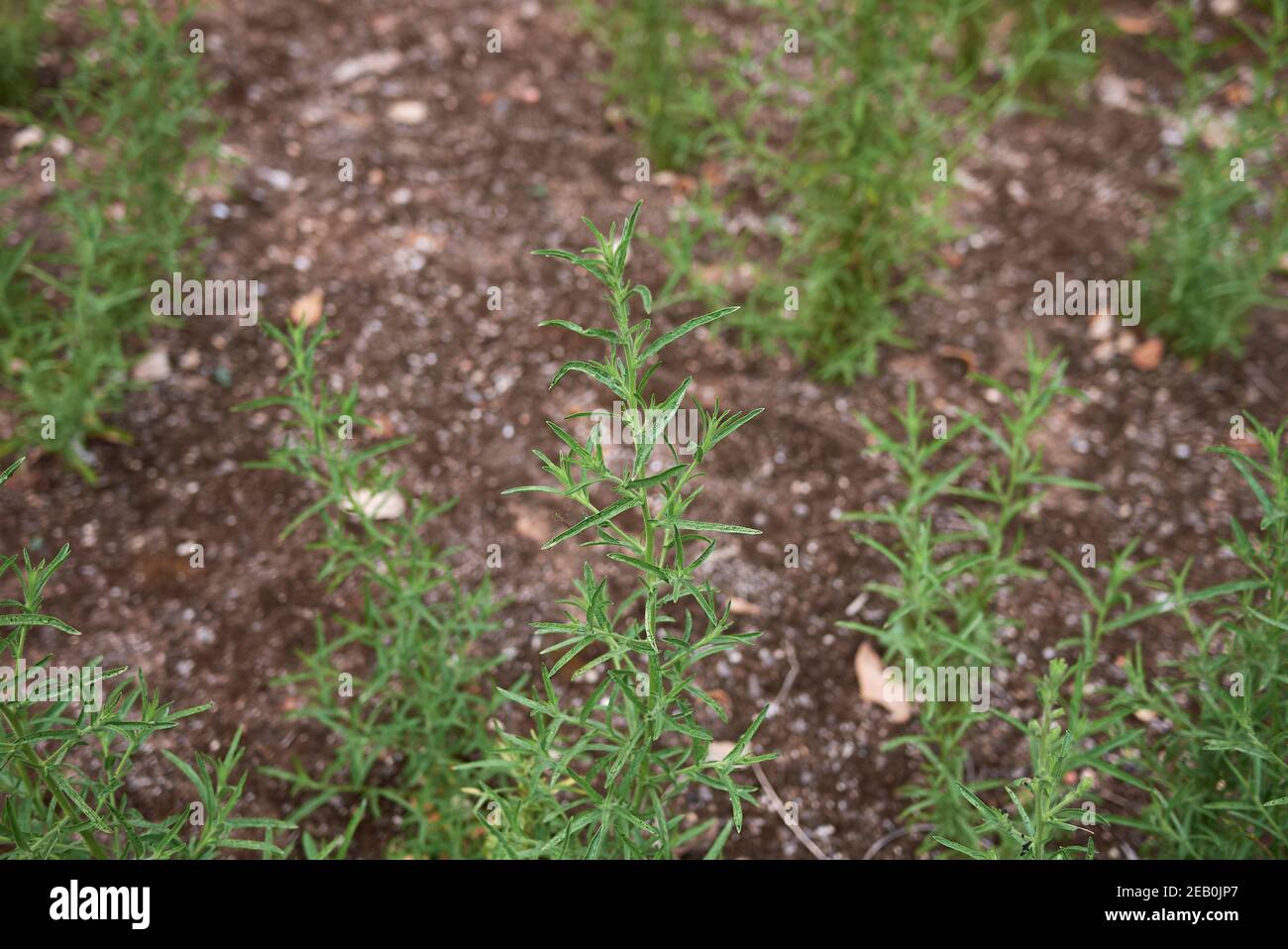 Stinkwort dittrichia graveolens hi-res stock photography and images - Alamy