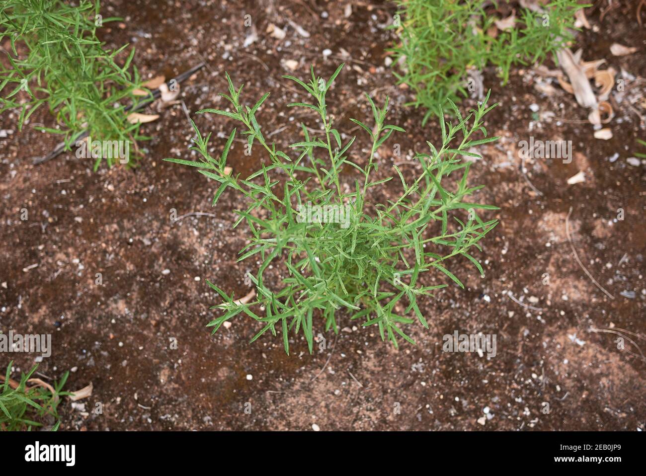 Stinkwort dittrichia graveolens hi-res stock photography and images - Alamy