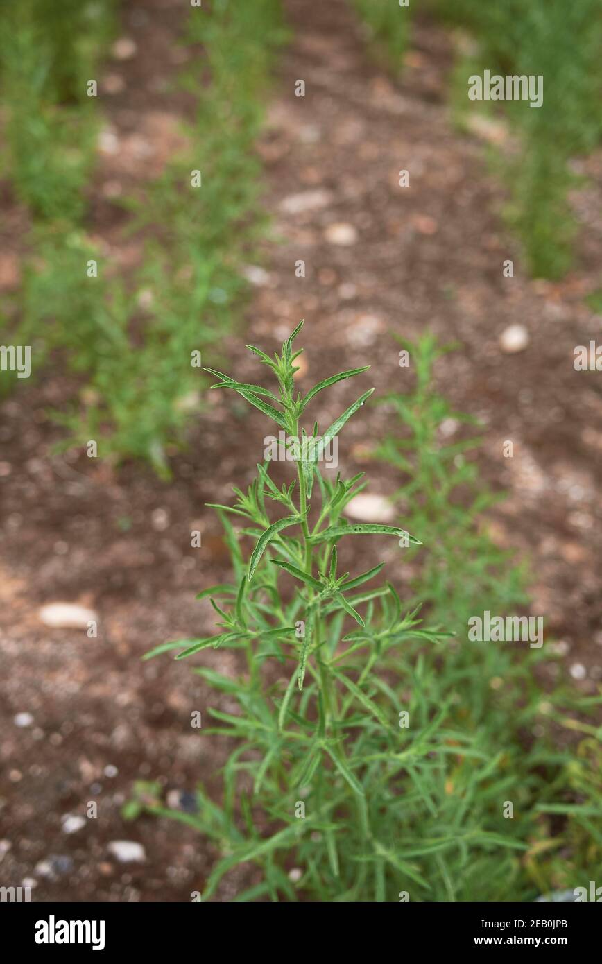 Stinkwort dittrichia graveolens hi-res stock photography and images - Alamy